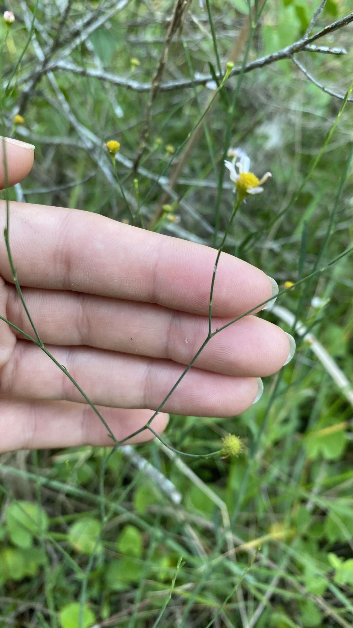 Boltonia diffusa Elliott