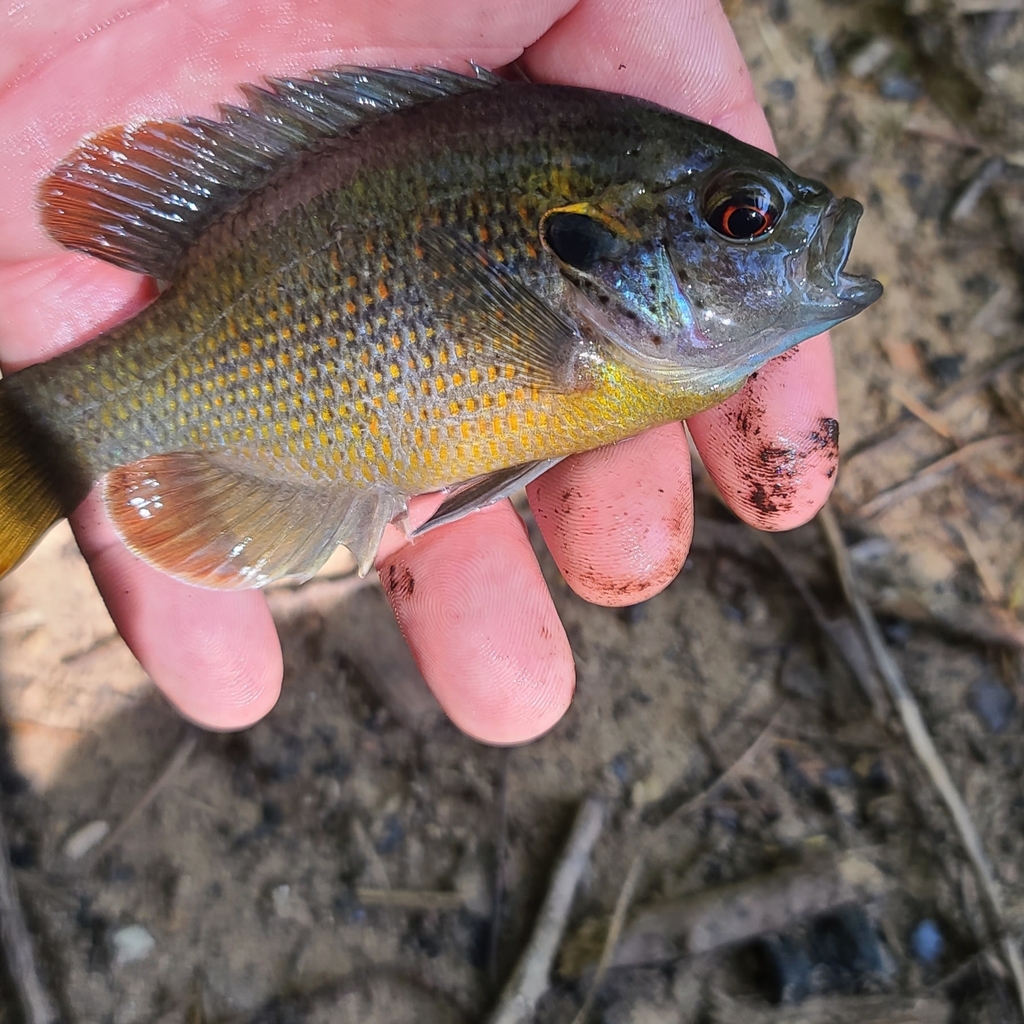 Redspotted Sunfish from Brierfield, AL 35035, USA on May 8, 2022 at 04: ...