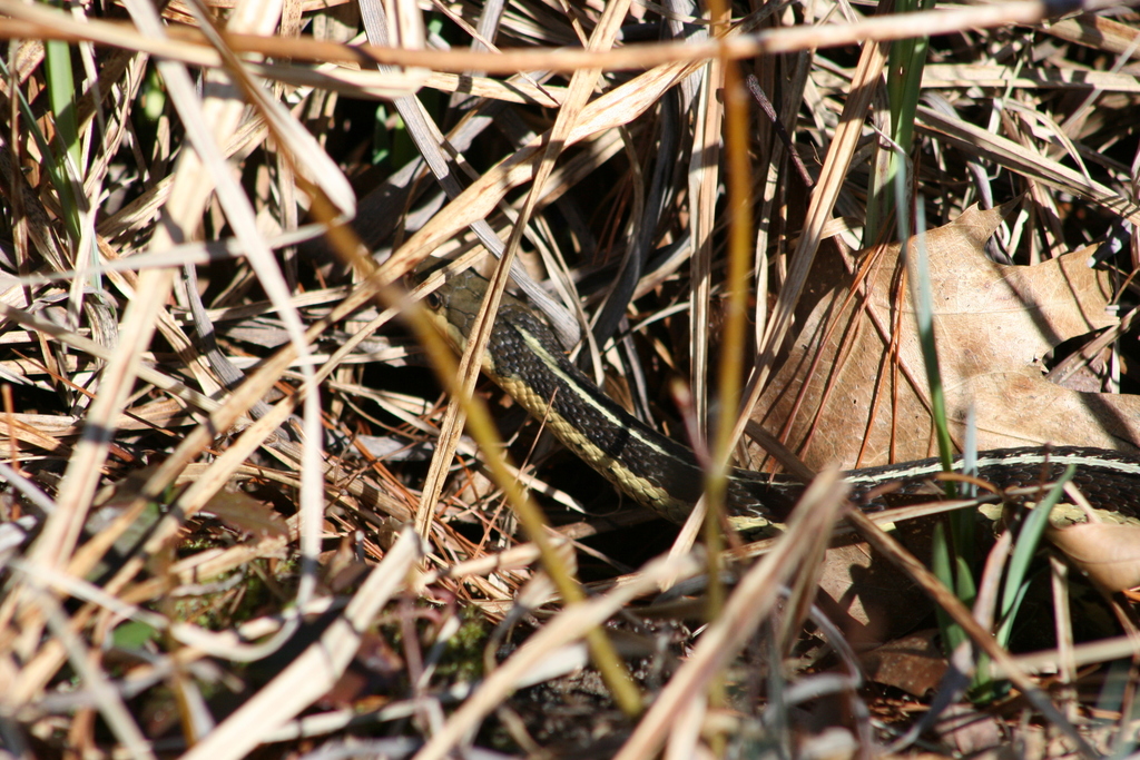 Eastern Garter Snake from Mason County, MI, USA on May 07, 2022 at 11: ...