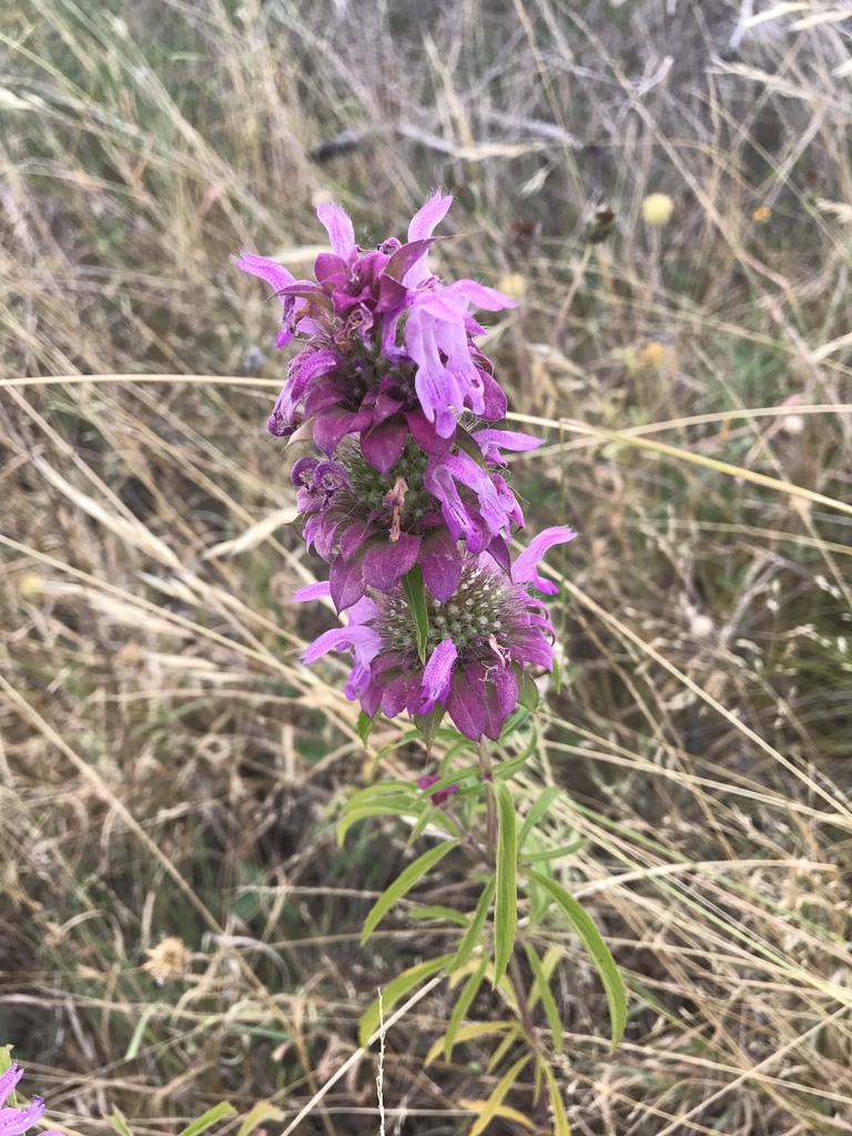 lemon beebalm from 78735, Austin, TX, US on June 4, 2018 at 01:28 PM by ...