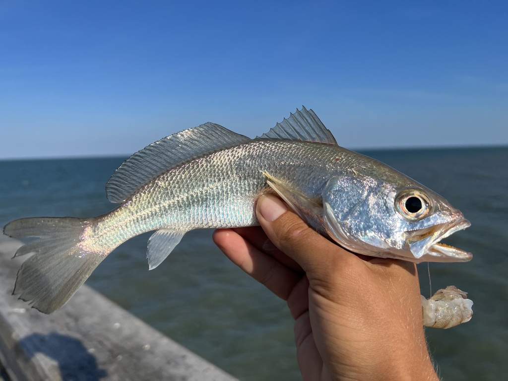 Silver Weakfish (Marine life of the Rio Grande Valley) · iNaturalist