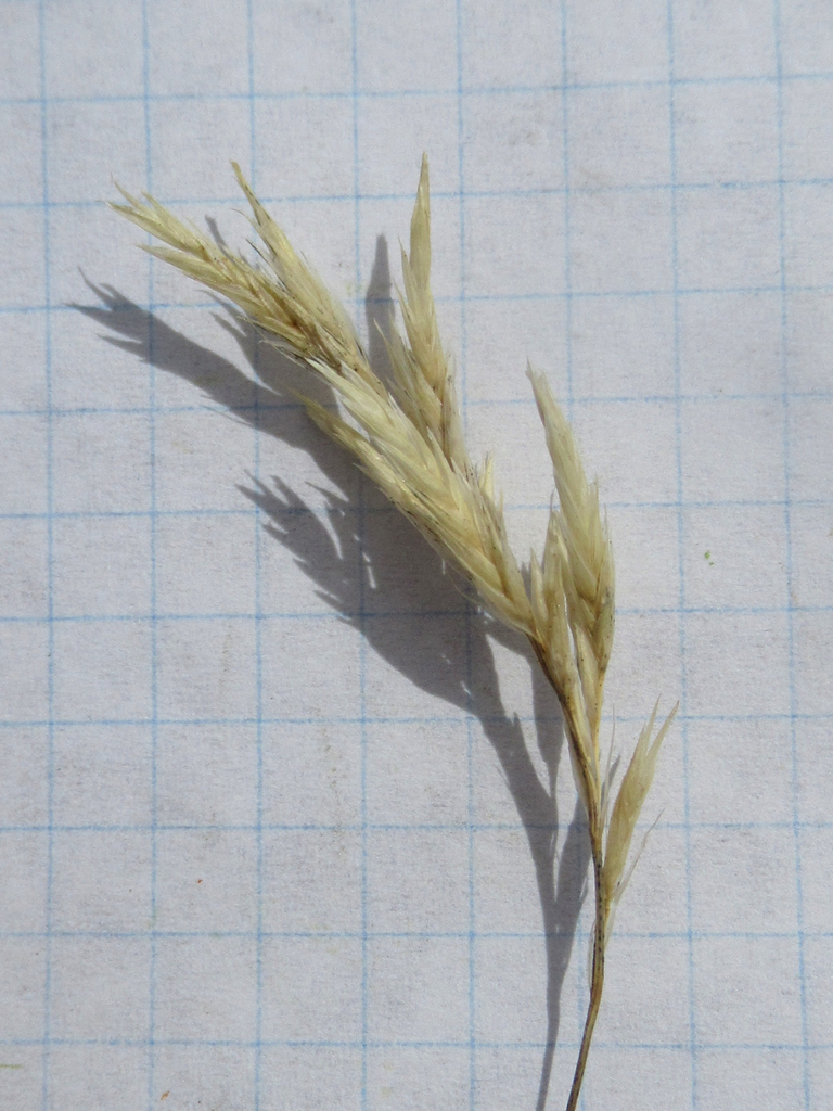 burrograss from FM 1111, Hudspeth Co., TX on April 09, 2018 at 01:15 PM ...