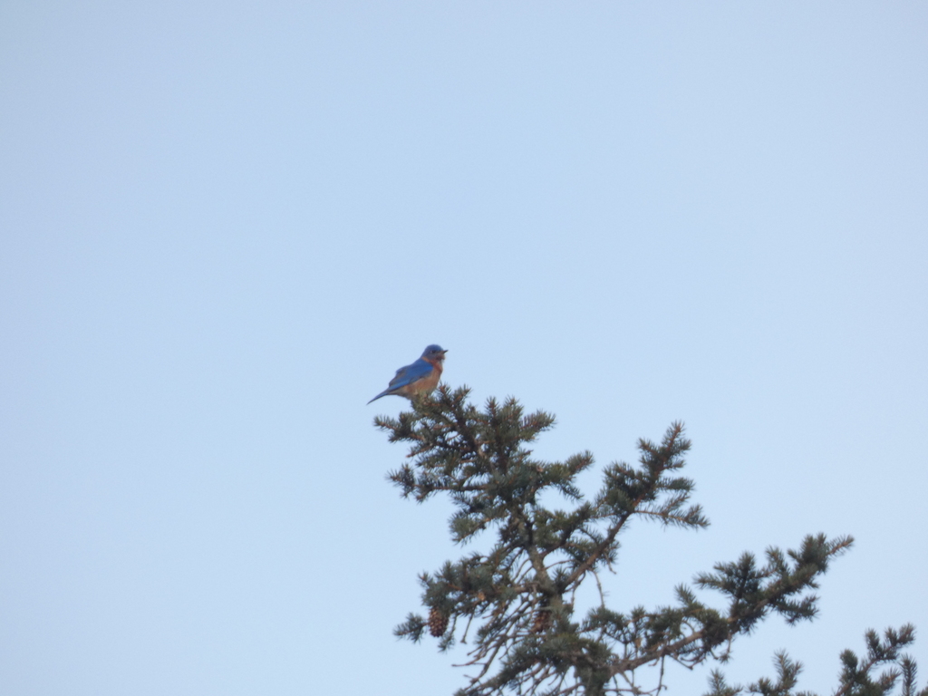 Eastern Bluebird from AMC Cold River Camp, 32 AMC Rd, Chatham, NH 03813 ...