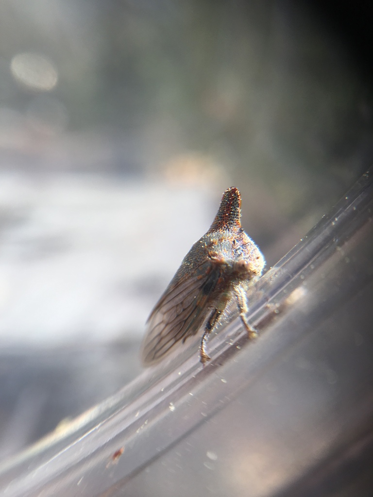 Oak Treehopper from San Bernardino National Forest, Angelus Oaks, CA ...