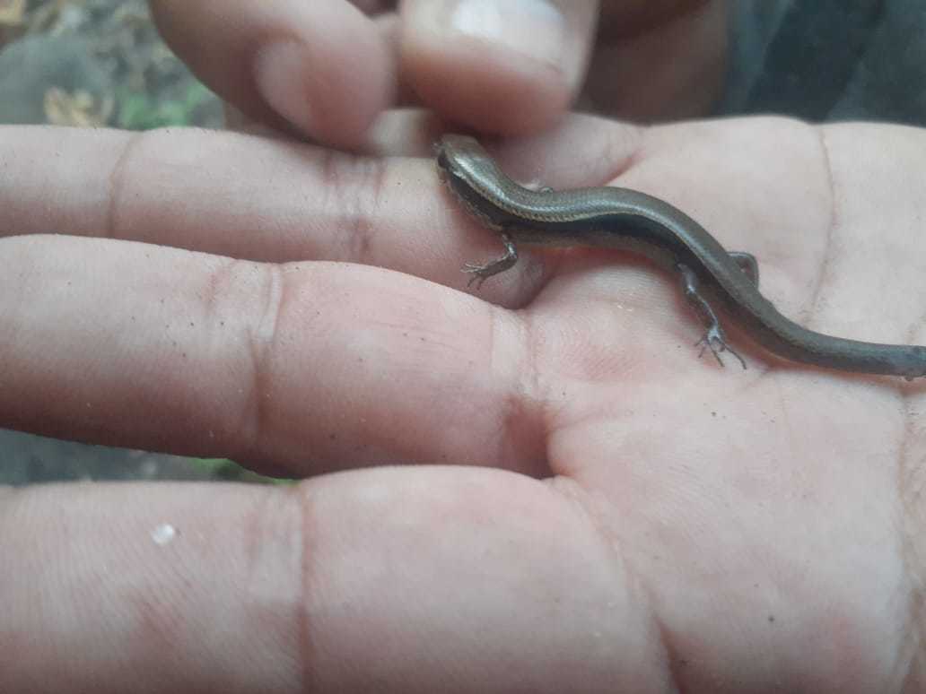 Scincella silvicola (Taylor, 1937)