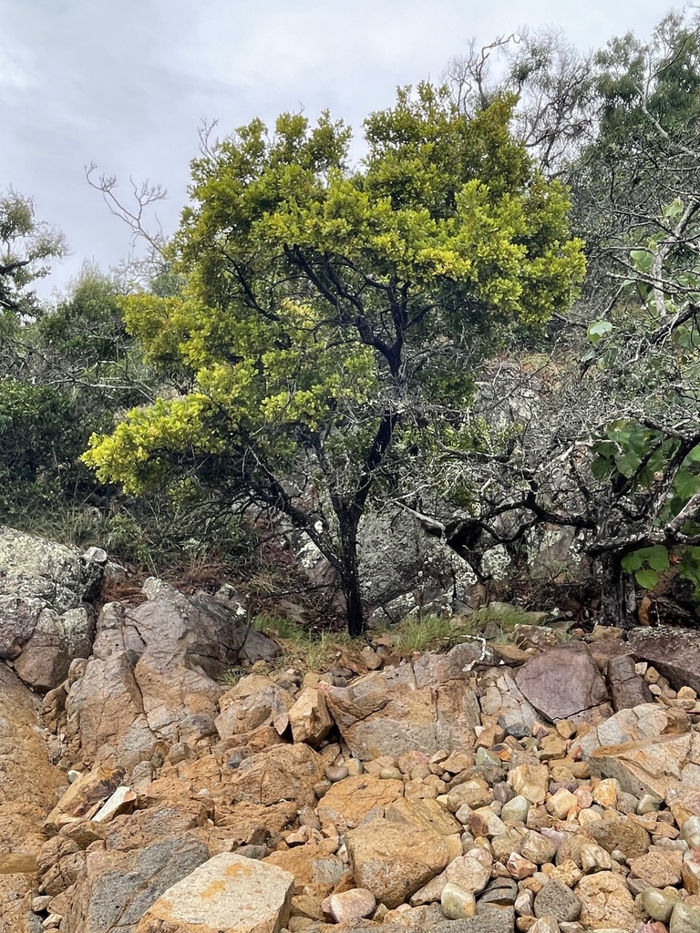 Broad Leaved Native Cherry from Joseph Banks Conservation Park ...