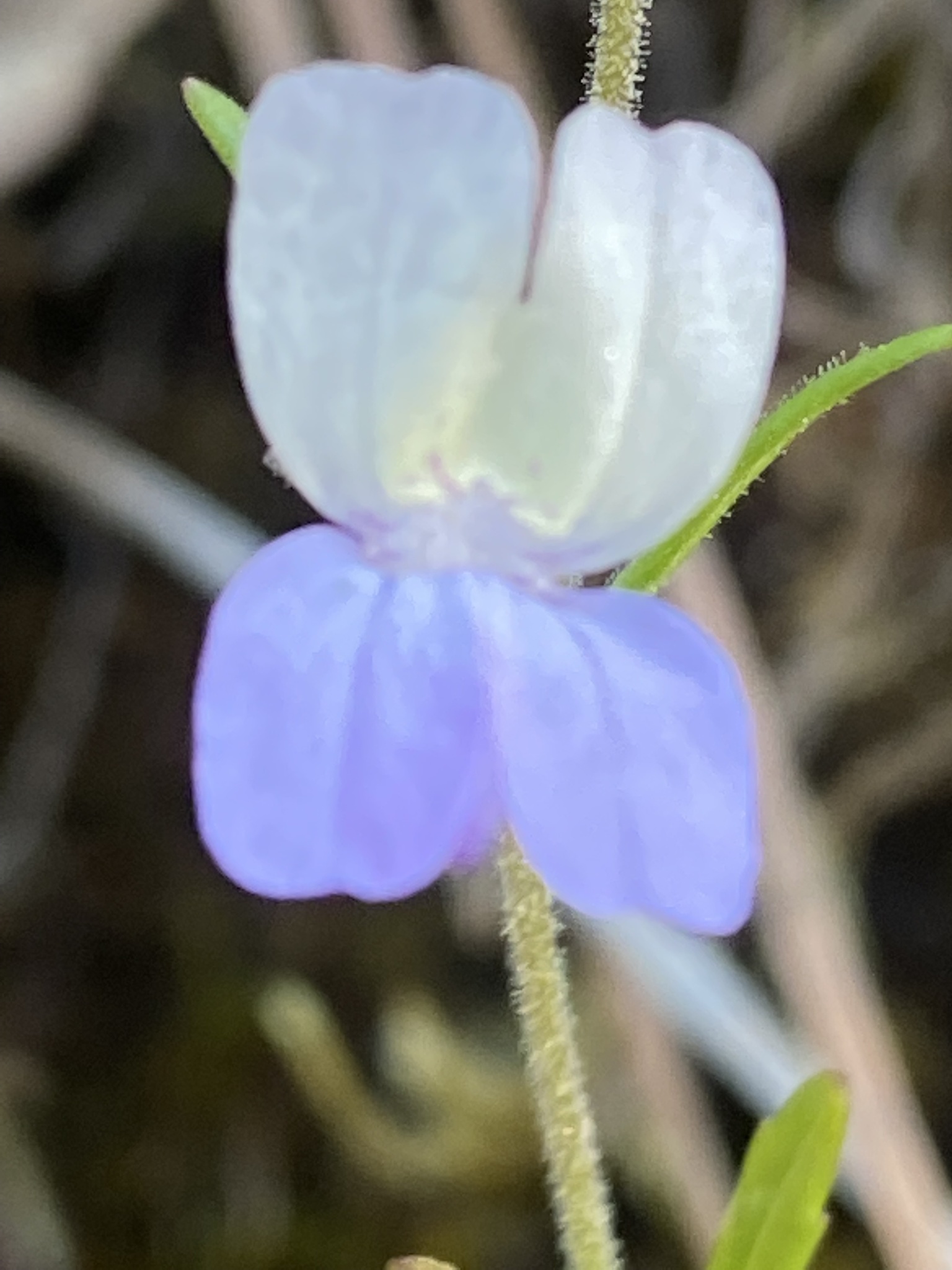 Collinsia linearis A.Gray