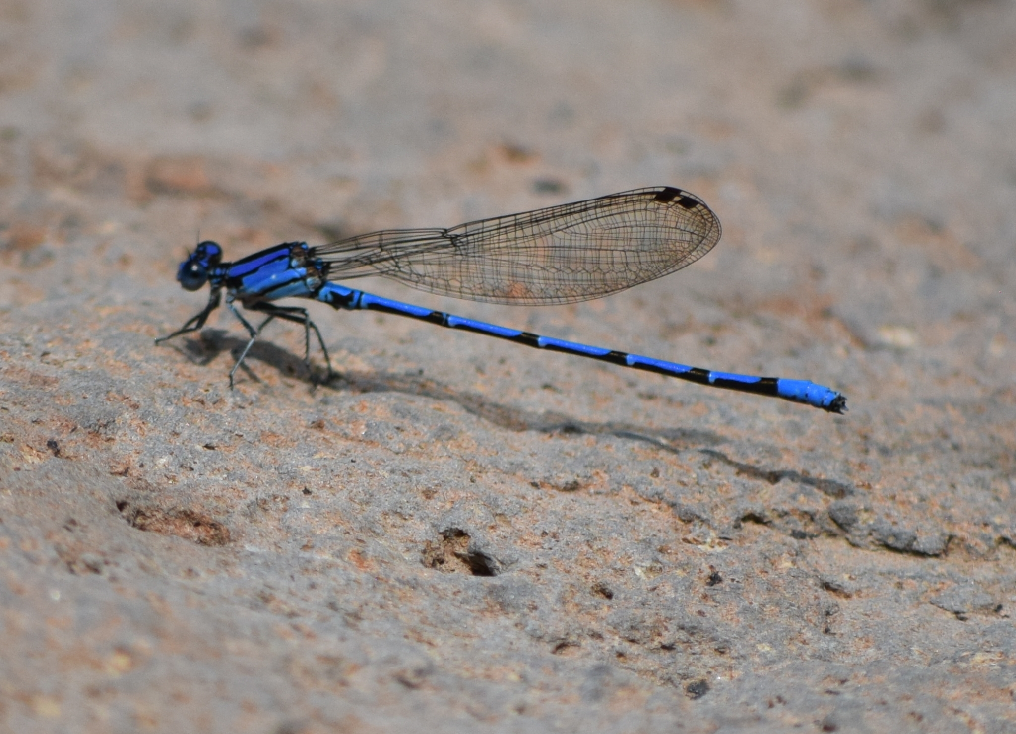 Argia elongata Garrison & von Ellenrieder, 2017