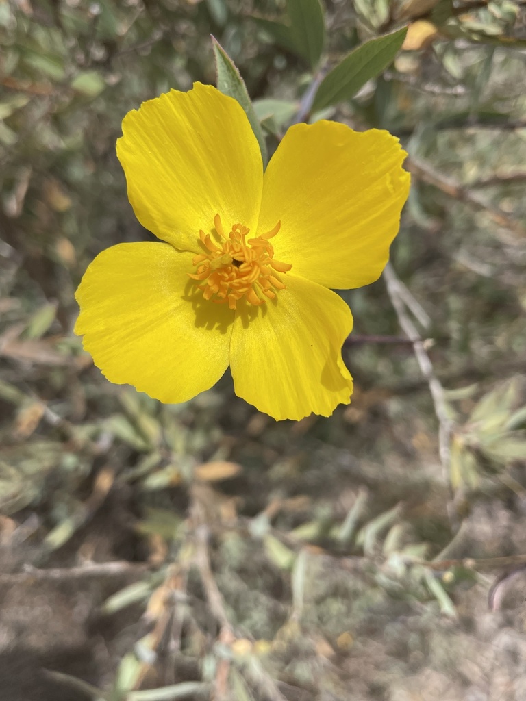Bush Poppy from Del Mar Heights, San Diego, CA, US on May 8, 2022 at 11 ...