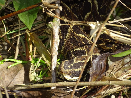 Fonseca's Lancehead (Bothrops fonsecai) - Snakes and Lizards