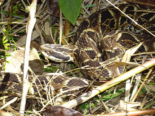 Fonseca's Lancehead (Bothrops fonsecai) - Snakes and Lizards