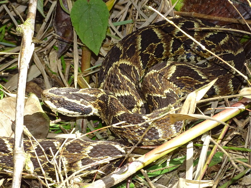 Fonseca's Lancehead (Bothrops fonsecai) - Snakes and Lizards