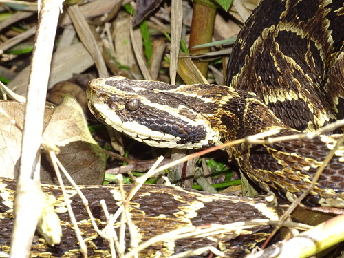 Fonseca's Lancehead (Bothrops fonsecai) - Snakes and Lizards