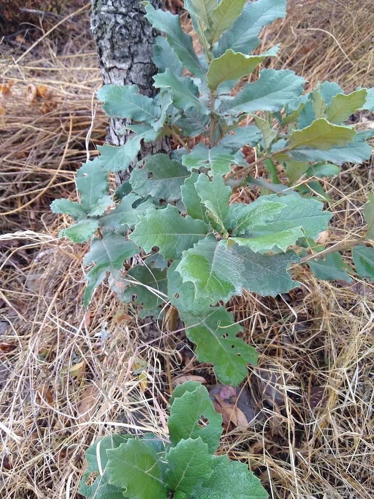 netleaf oak from Parque Nacional del Tepeyac, Ciudad de México, CDMX ...