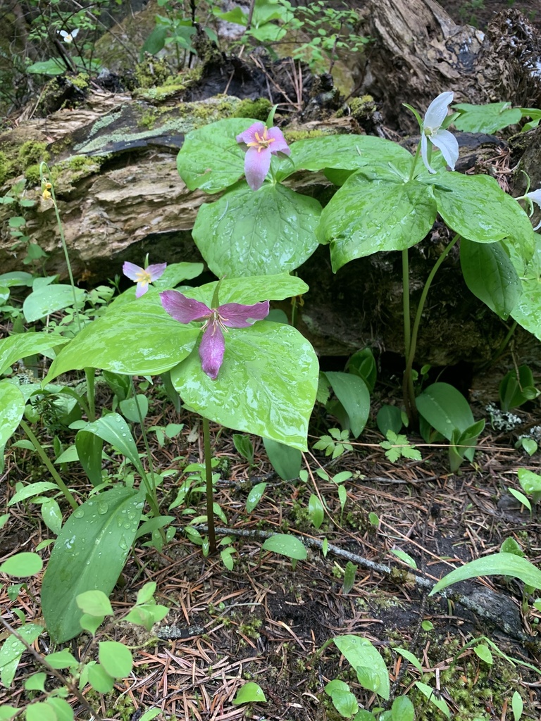 Pacific trillium from Salmon River, Dixie, ID, US on May 7, 2022 at 10: ...