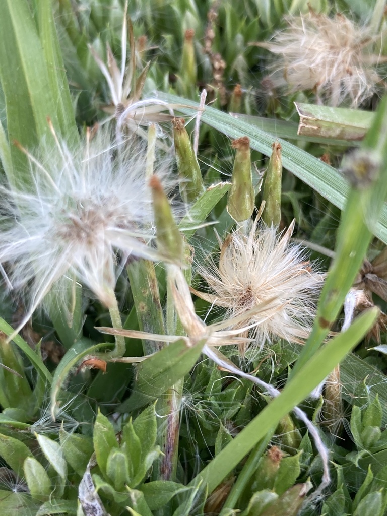 Chevreul's sharp lawn-weed from Talladega National Forest, Heflin, AL ...
