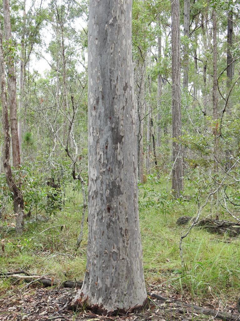 Lemon-scented gum from Bauple Forest QLD 4650, Australia on May 09 ...