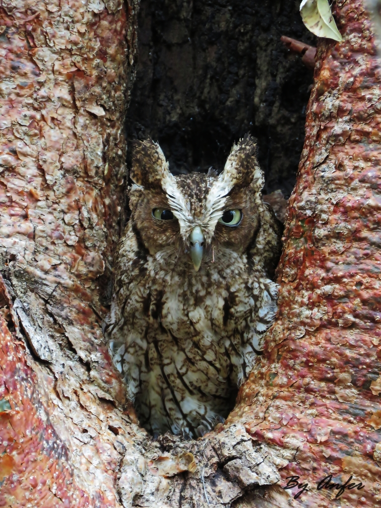Middle American Screech-Owl (A Birding Field Guide to the Birds of ...