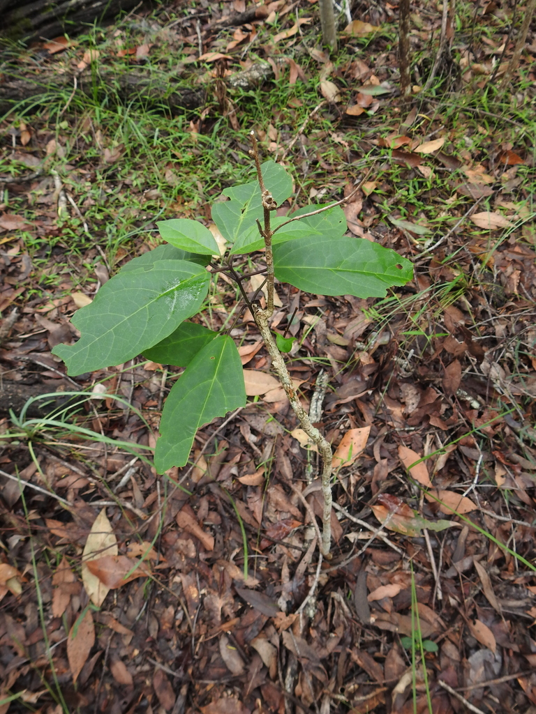 Lolly Bush from Bauple Forest QLD 4650, Australia on May 09, 2022 at 10 ...