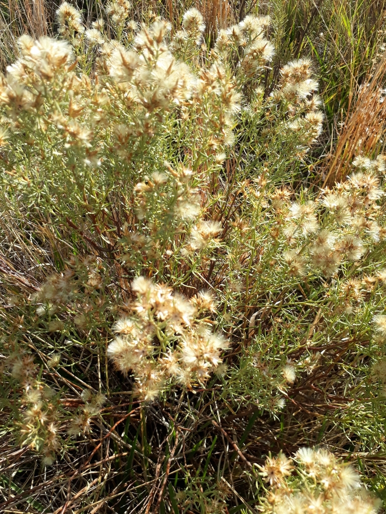 Baccharis coridifolia from Tornquist, Provincia de Buenos Aires ...