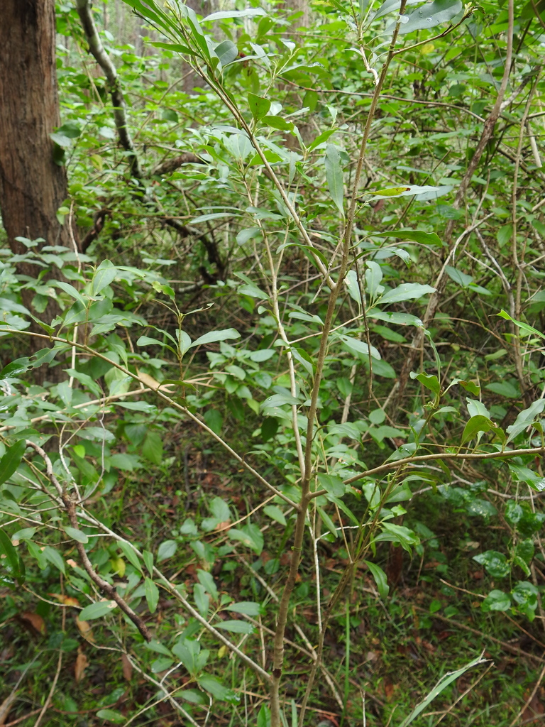 Colicwood from Bauple Forest QLD 4650, Australia on May 09, 2022 at 10: ...