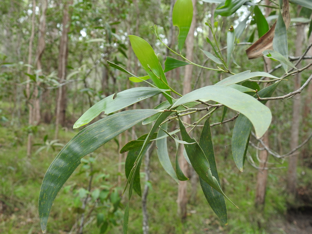 Southern Salwood from Bauple Forest QLD 4650, Australia on May 09, 2022 ...