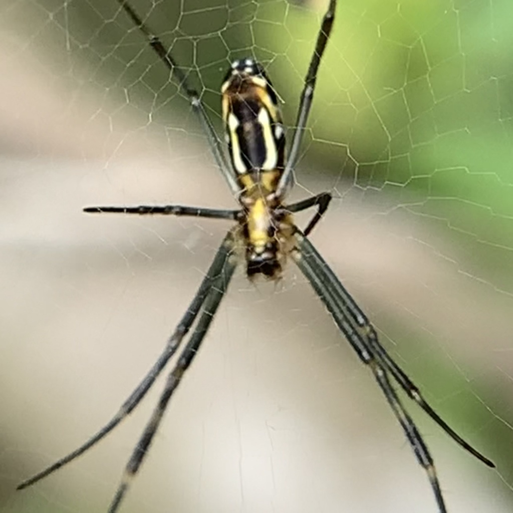 Golden Silk Spider from Cedar Lake Plantation Trail, Mid-Coast National ...