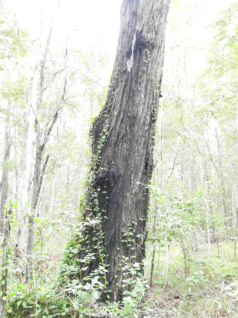 Red Ironbark from Bauple Forest QLD 4650, Australia on May 09, 2022 at ...