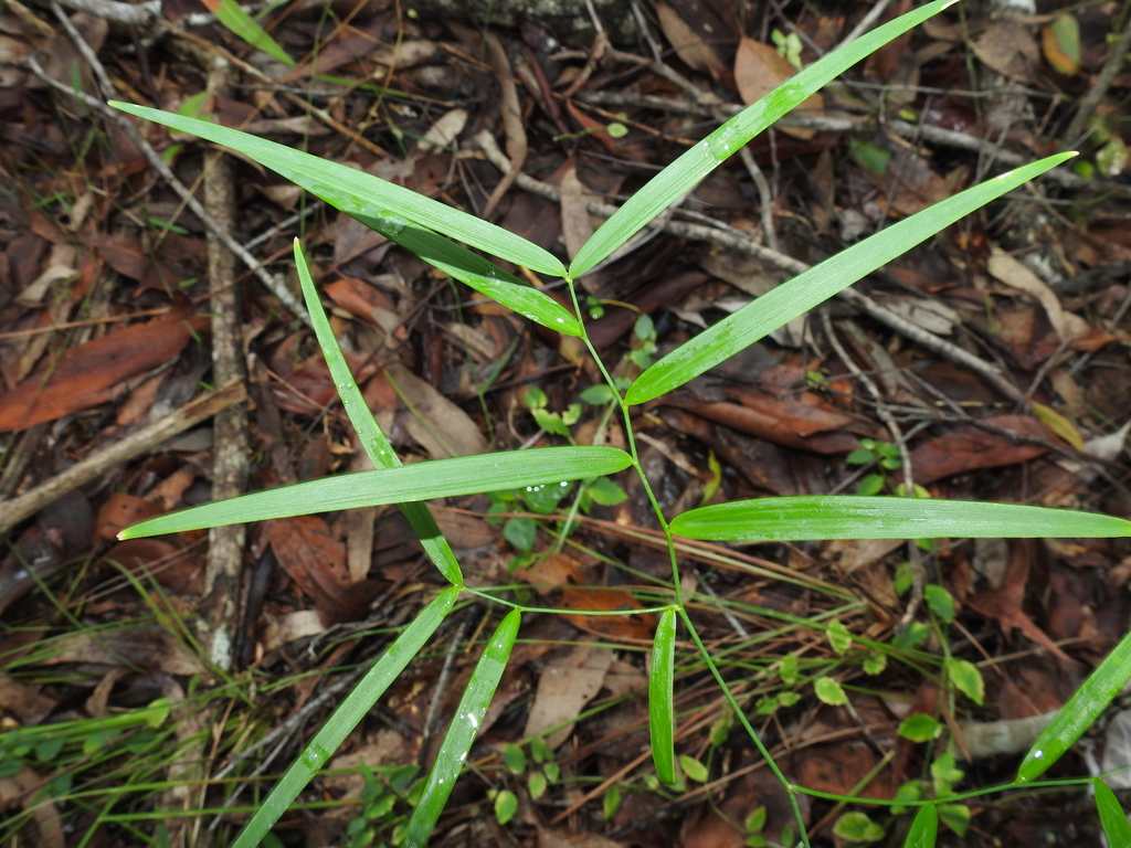 Wombat Berry from Bauple Forest QLD 4650, Australia on May 9, 2022 at ...