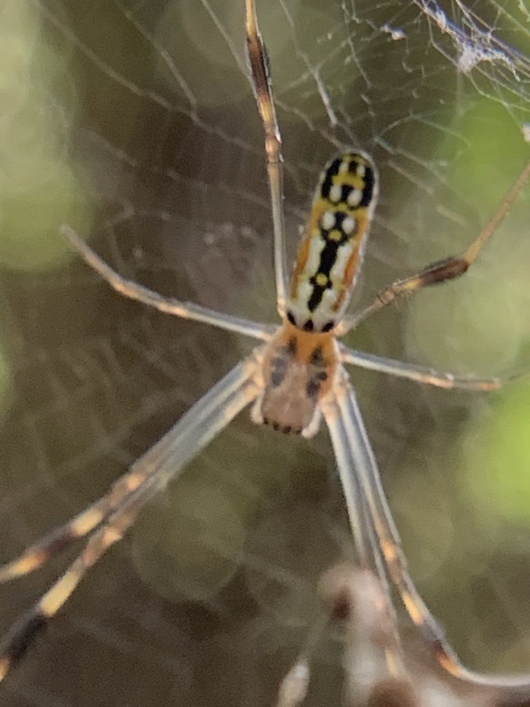 Golden Silk Spider from Cedar Lake Plantation Trail, Mid-Coast National ...