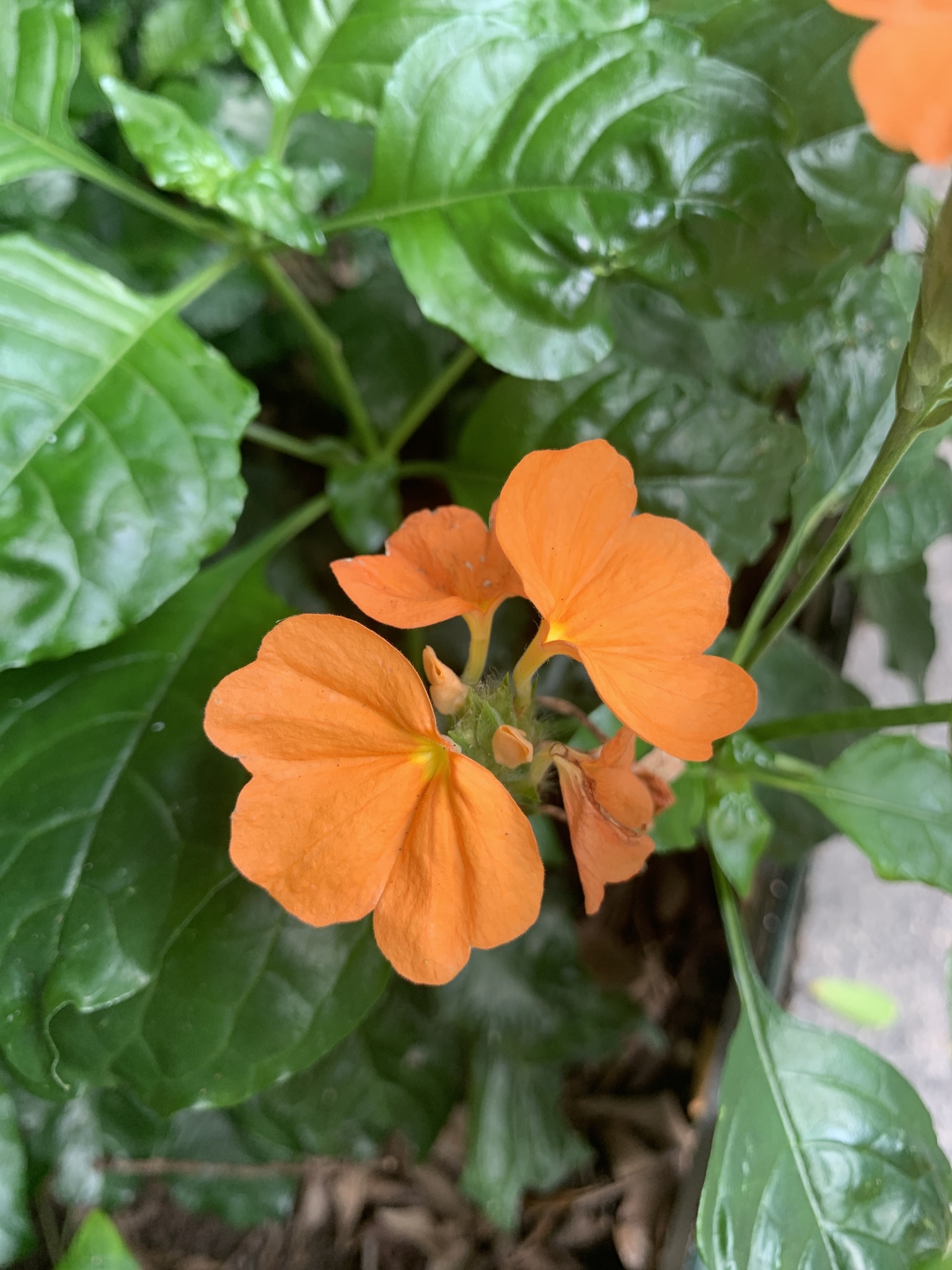 Crossandra infundibuliformis (L.) Nees