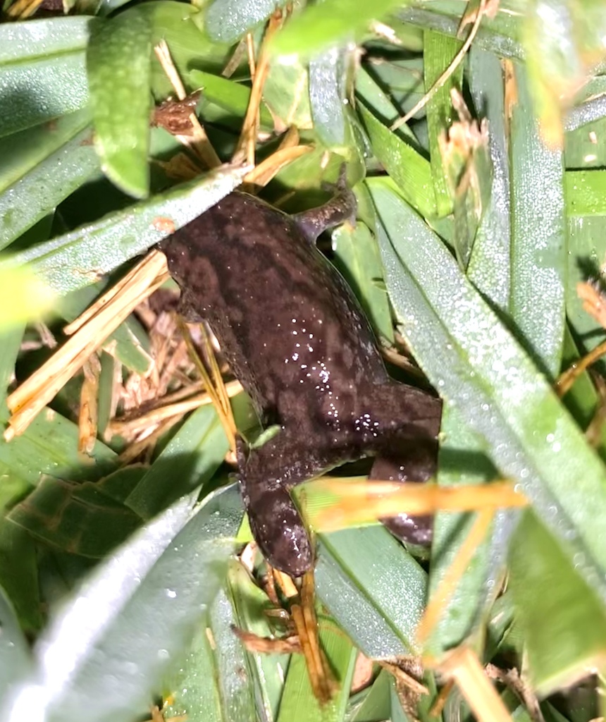 Eastern Narrow-mouthed Toad from Brazoria, TX 77422, USA on May 06 ...