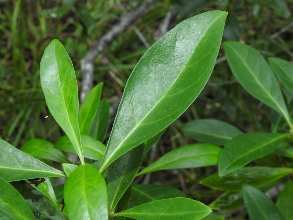 Psychotria daphnoides pubescens from Bauple Forest QLD 4650, Australia ...