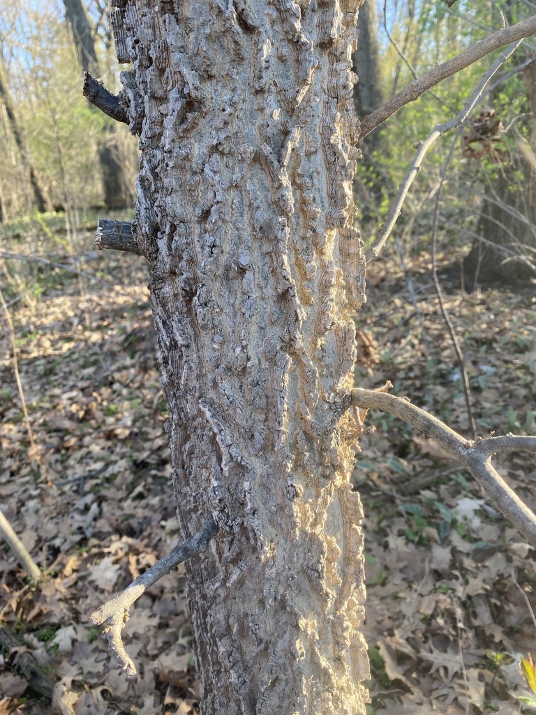 common hackberry from Madison, WI, USA on May 07, 2022 at 06:30 PM by ...