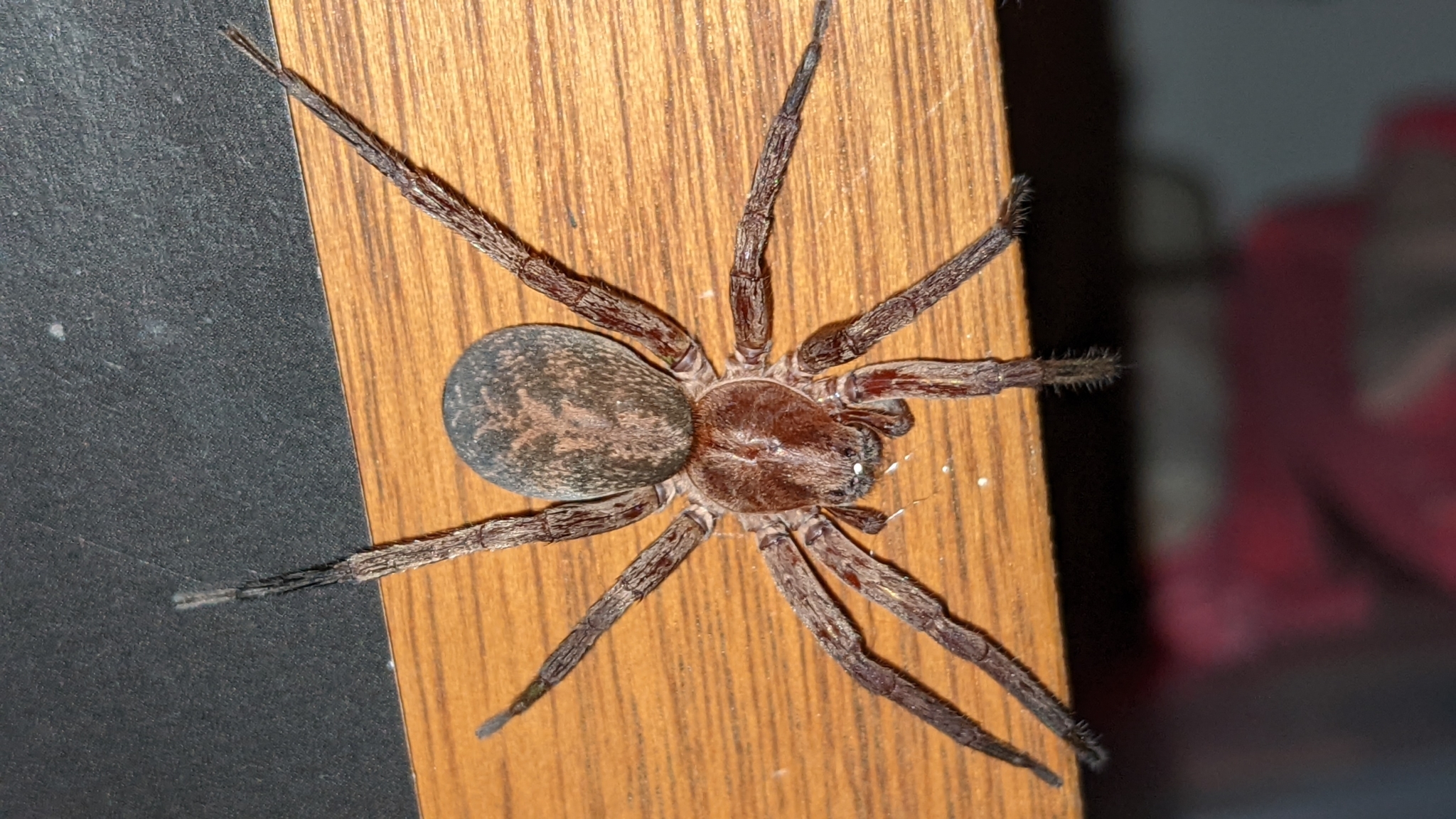 Ctenus exlineae Peck, 1981