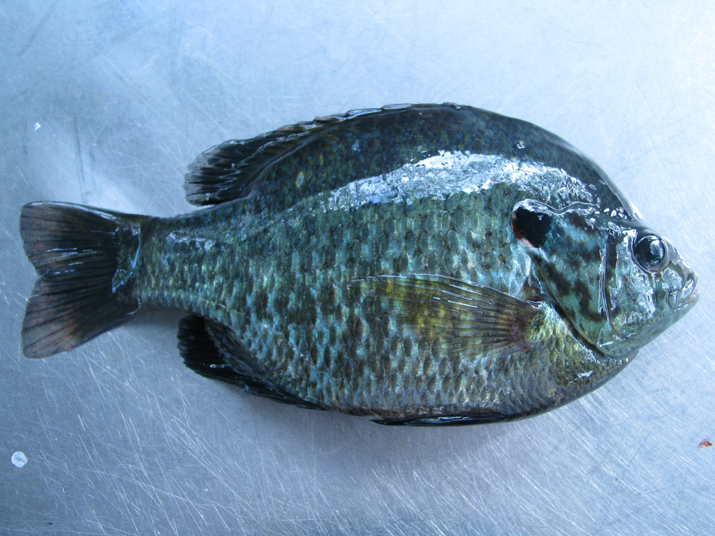 Bluegill × Redear Sunfish from Caddo Lake, TX on April 22, 2010 at 11: ...
