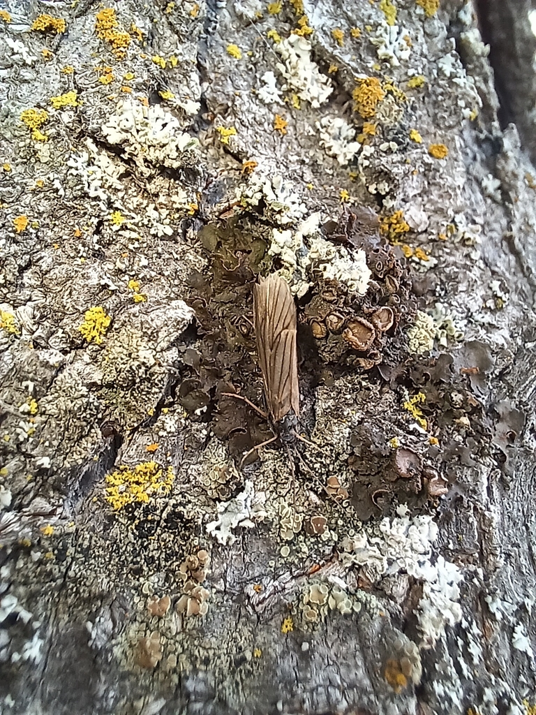 Grannom Caddisflies from Asotin County, US-WA, US on May 08, 2022 at 01 ...