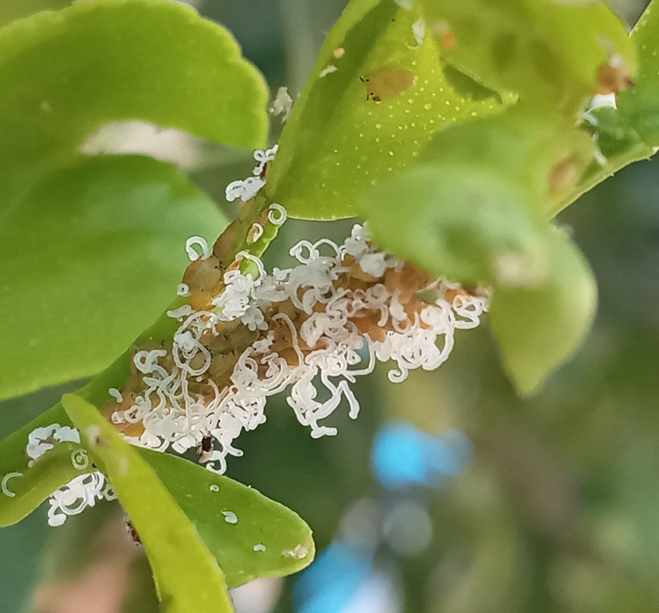 Diaphorina citri Kuwayama, 1908