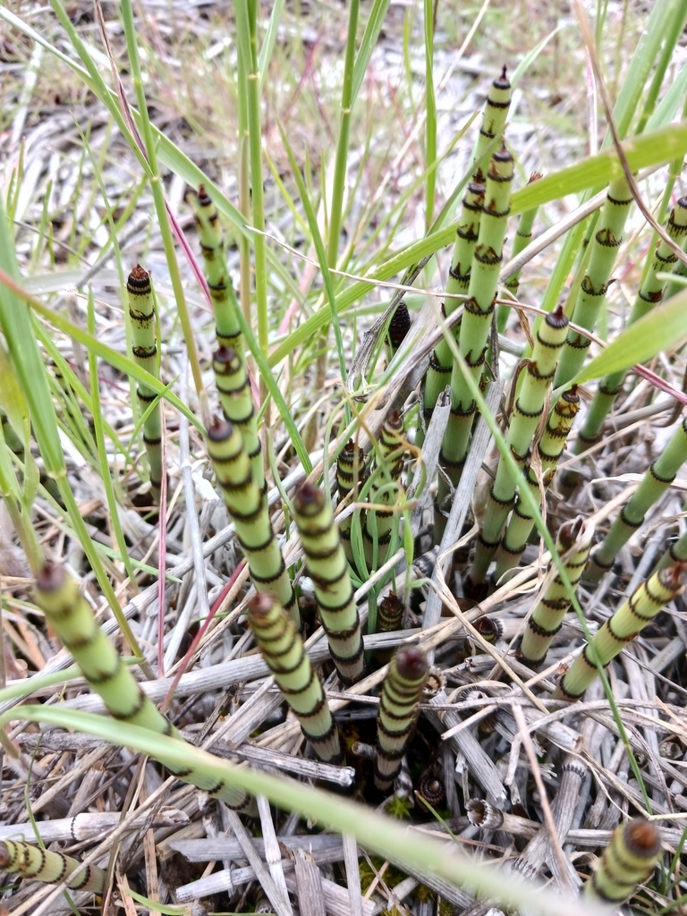 scouring rush from Wallowa County, US-OR, US on May 8, 2022 at 03:35 PM ...