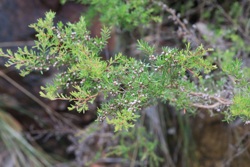 Tantoon from Sherwood NSW 2450, Australia on May 07, 2022 at 01:57 PM ...