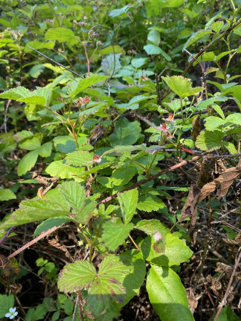 trailing blackberry from Tamalpais-Homestead Valley, CA, USA on May 1 ...