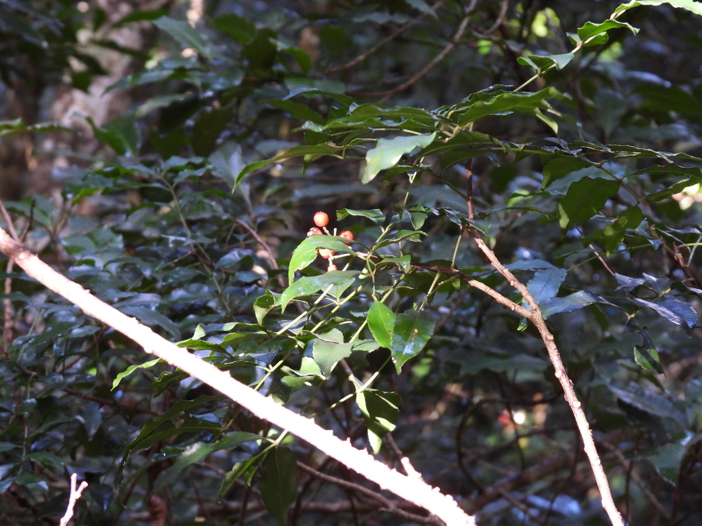 Satin Tree from O'Reilly QLD 4275, Australia on May 8, 2022 at 09:27 AM ...