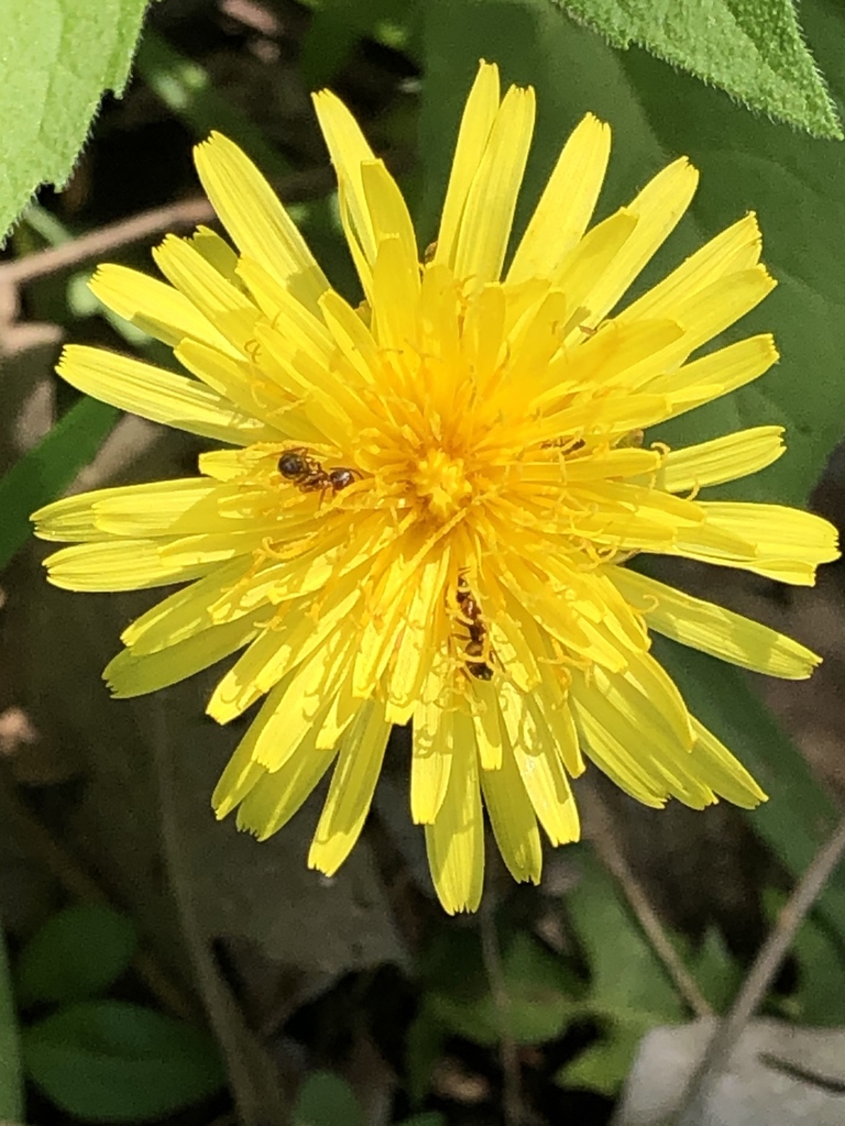 Bearded Carpenter ant from Castlewood State Park, Eureka, MO, US on ...