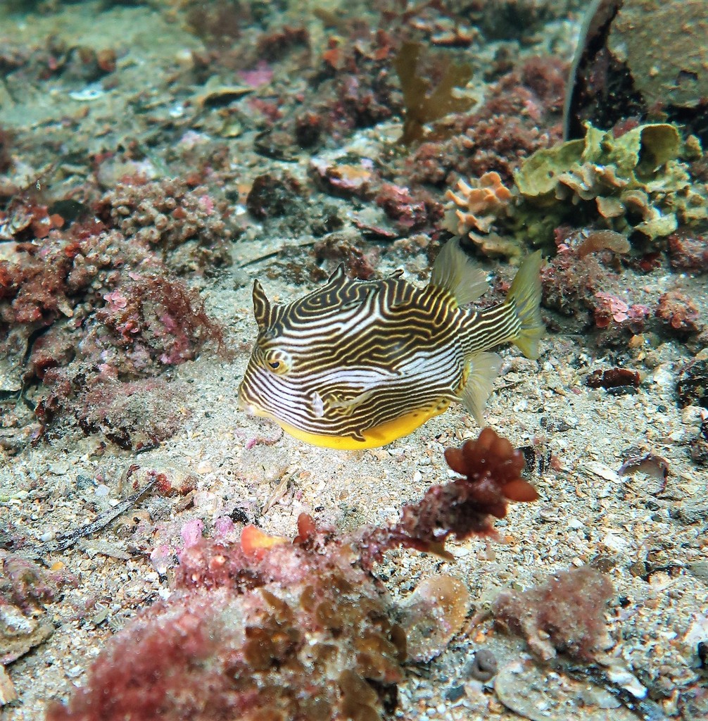 Ornate Cowfish from 5-7 Edith St, Edithburgh SA 5583, Australia on May ...
