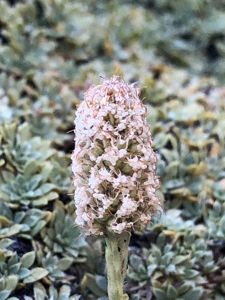 mat rock spiraea from Humboldt-Toiyabe National Forest, Las Vegas, NV ...