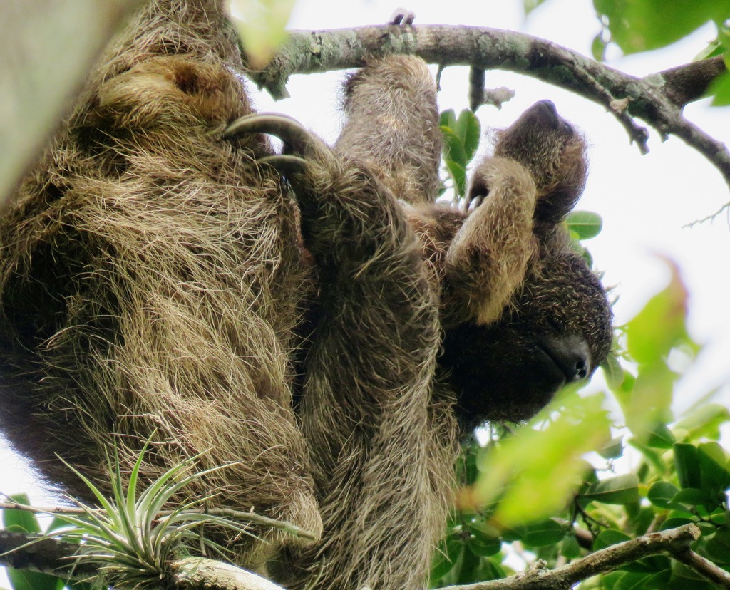Southern Maned Sloth in June 2018 by Flávio Mendes · iNaturalist