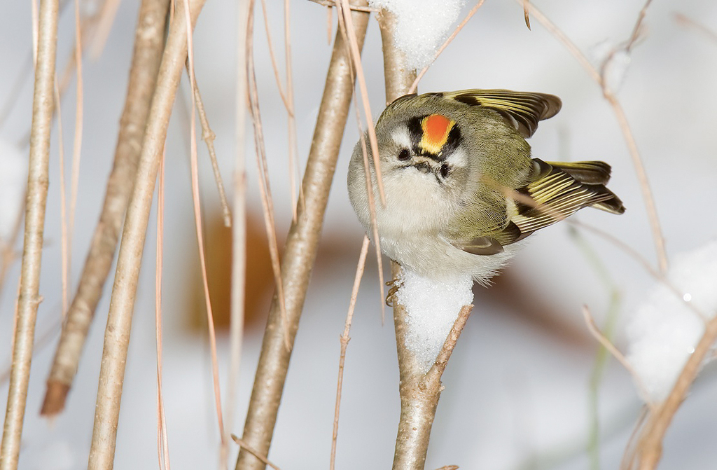 Golden-crowned Kinglet (Common Birds of Pittsburgh Parks) · iNaturalist