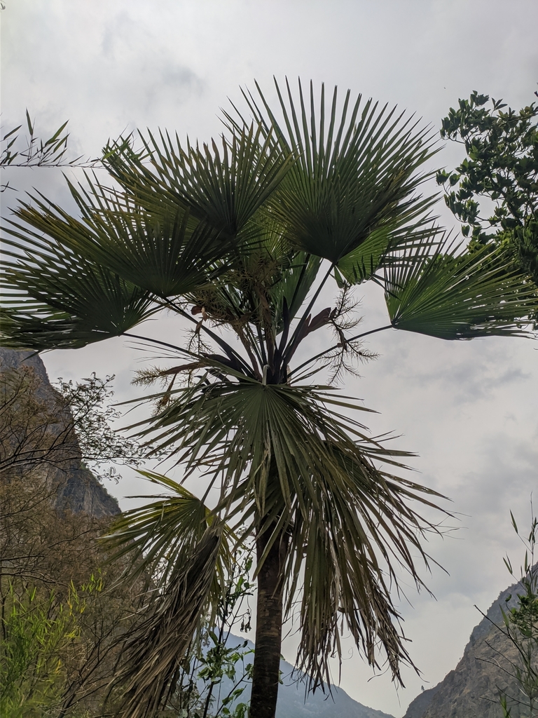 Khasia Hills Fan Palm (Trachycarpus martianus) - Botanical Realm
