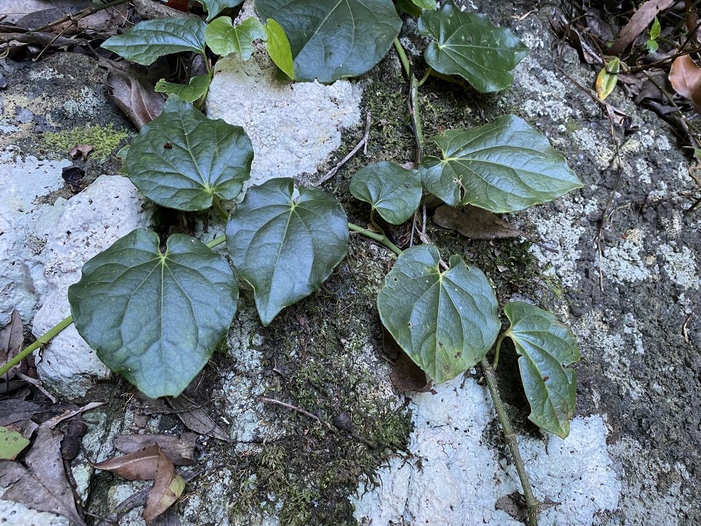 Australian Pepper Vine from Dooragan National Park, North Brother, NSW ...