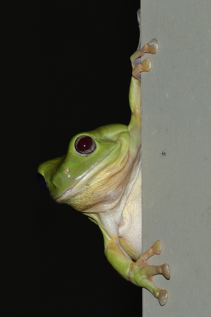 Australian Green Tree Frog from Umbakumba NT 0822, Australia on May 8 ...